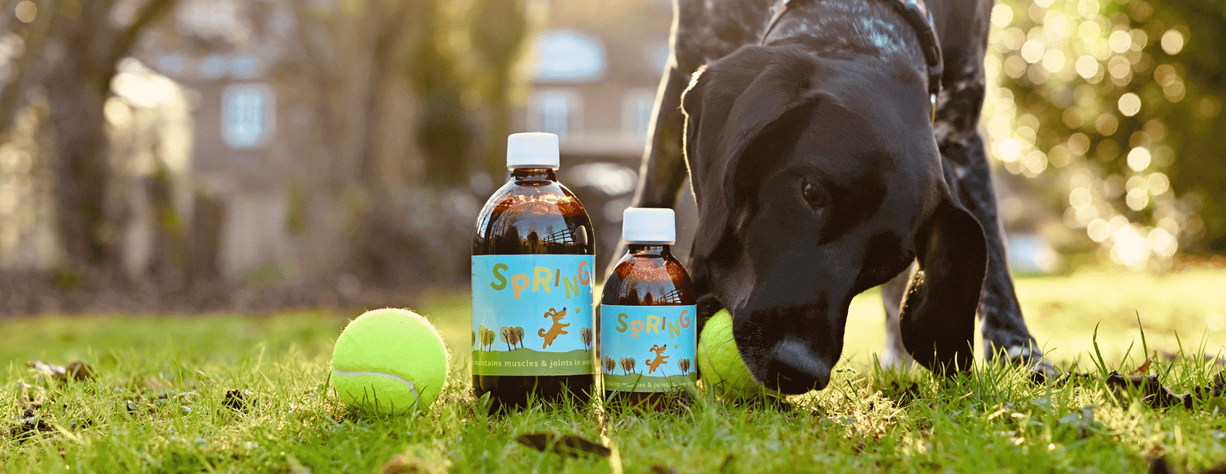 Canine Natural Cures | Natural Supplements for Dogs – Canine Natural Cures