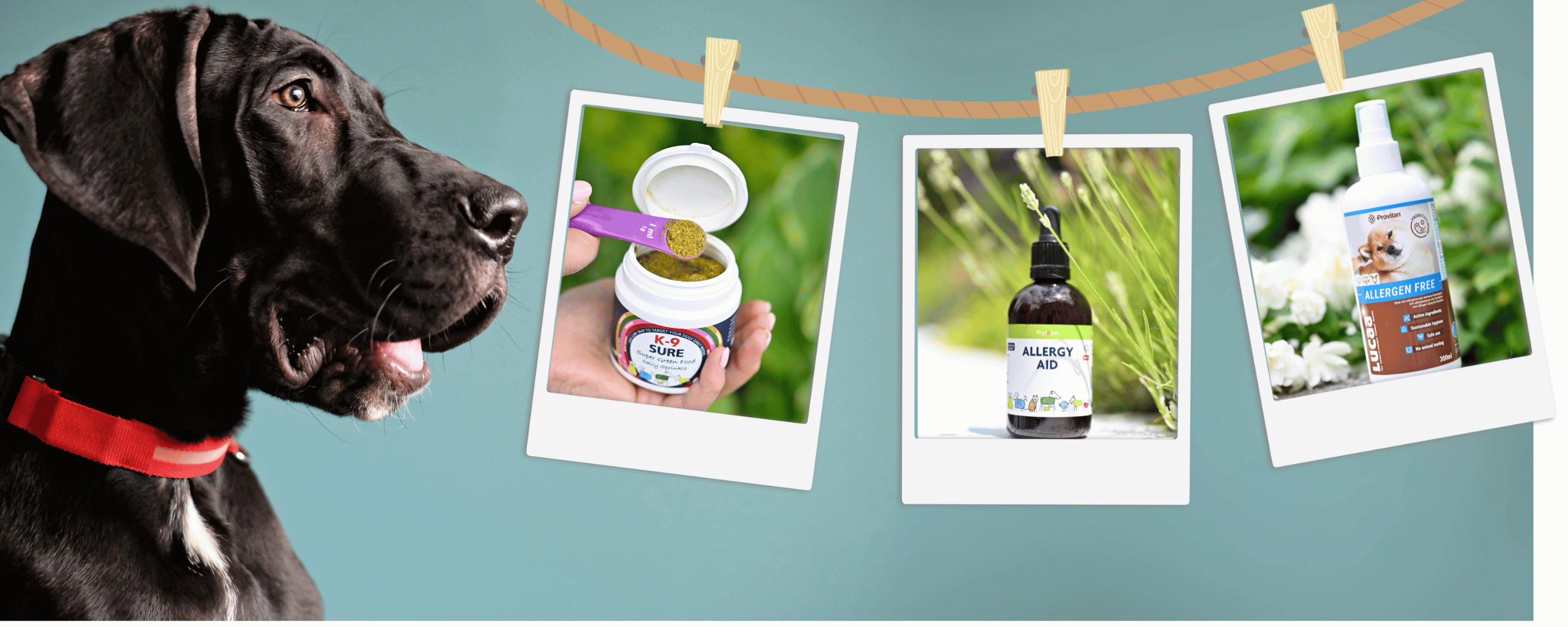 Canine Natural Cures | Natural Supplements for Dogs – Canine Natural Cures