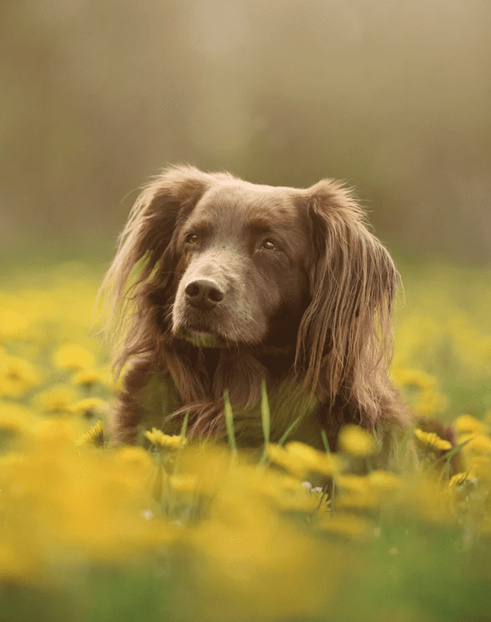 Canine Natural Cures | Natural Supplements for Dogs