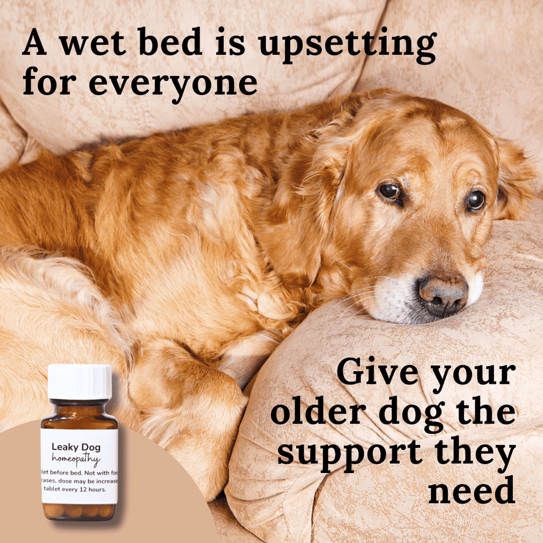 Leaky Dog: Natural Incontinence Support — Canine Natural Cures